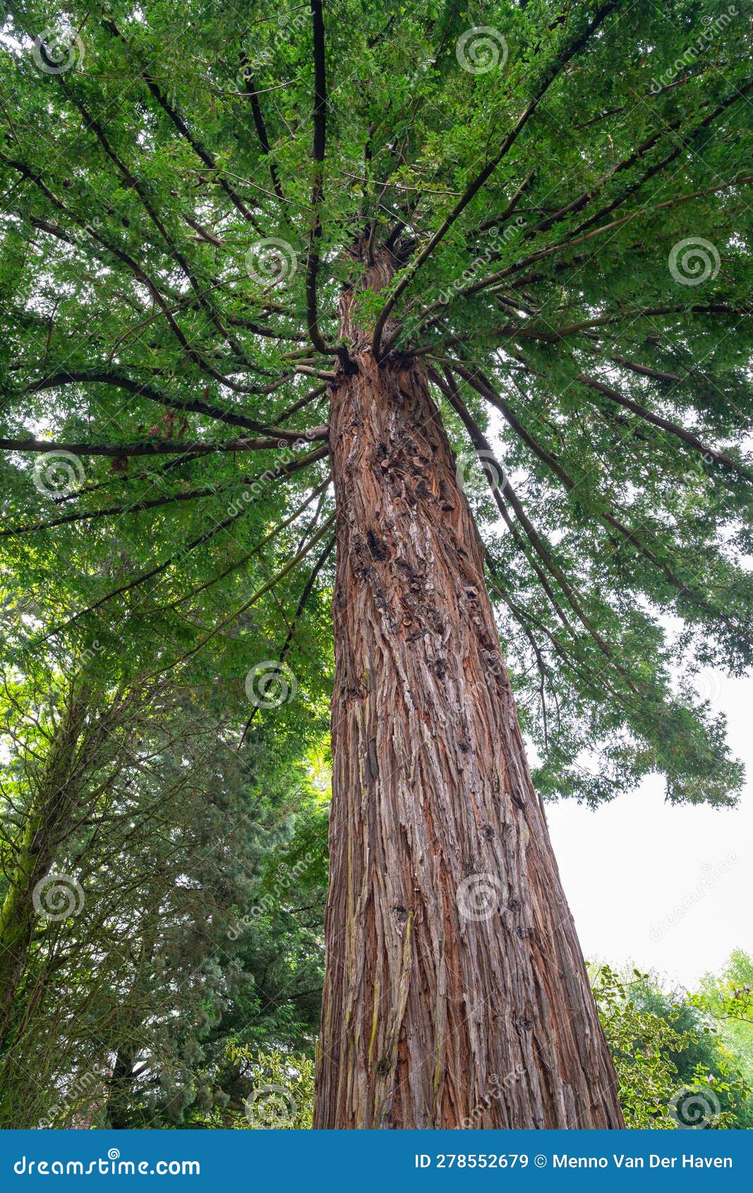 Mammoth Tree with Radial Branches Stock Image - Image of netherlands ...