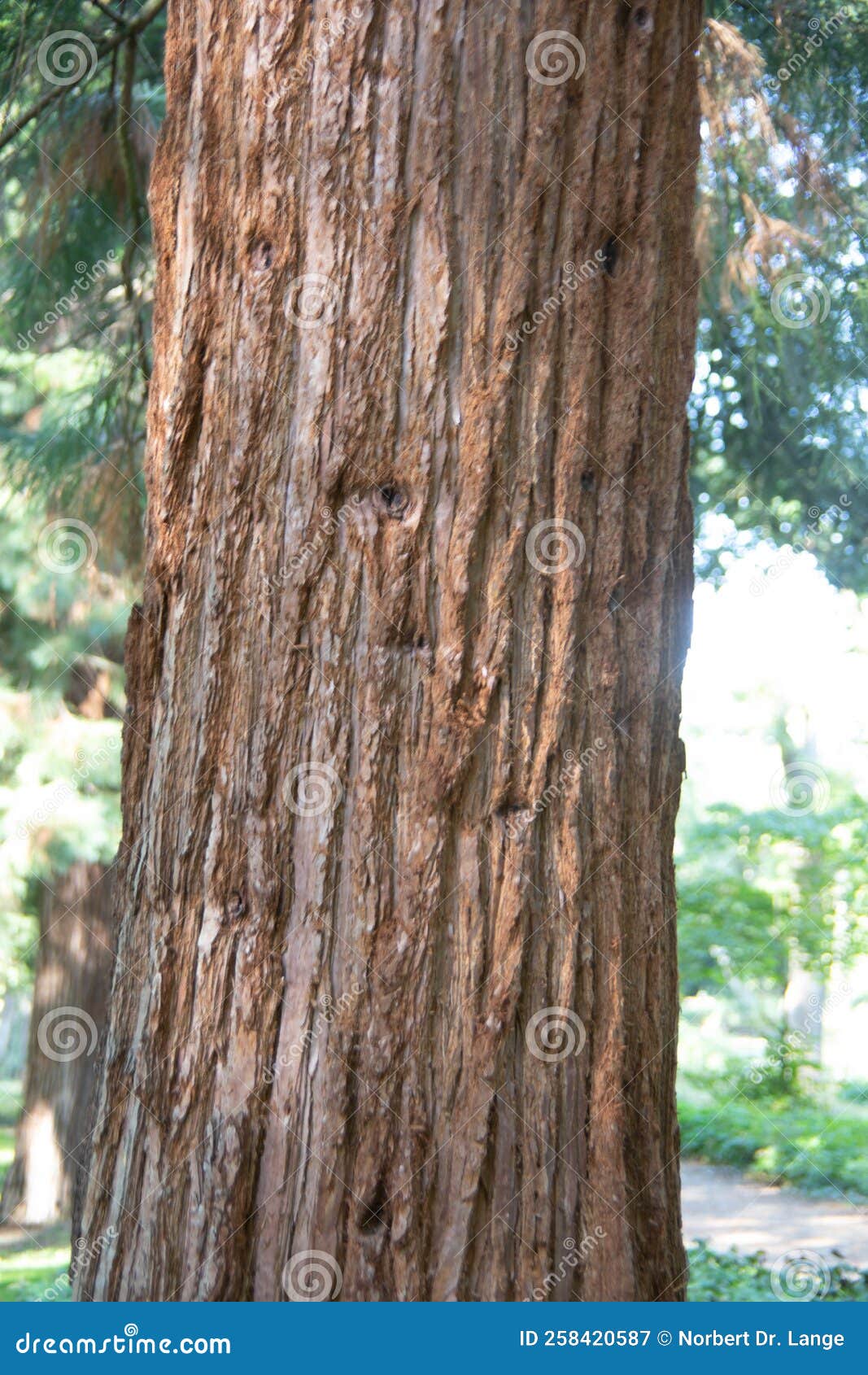 Mammoth tree stock image. Image of bark, outside, sequoia - 258420587