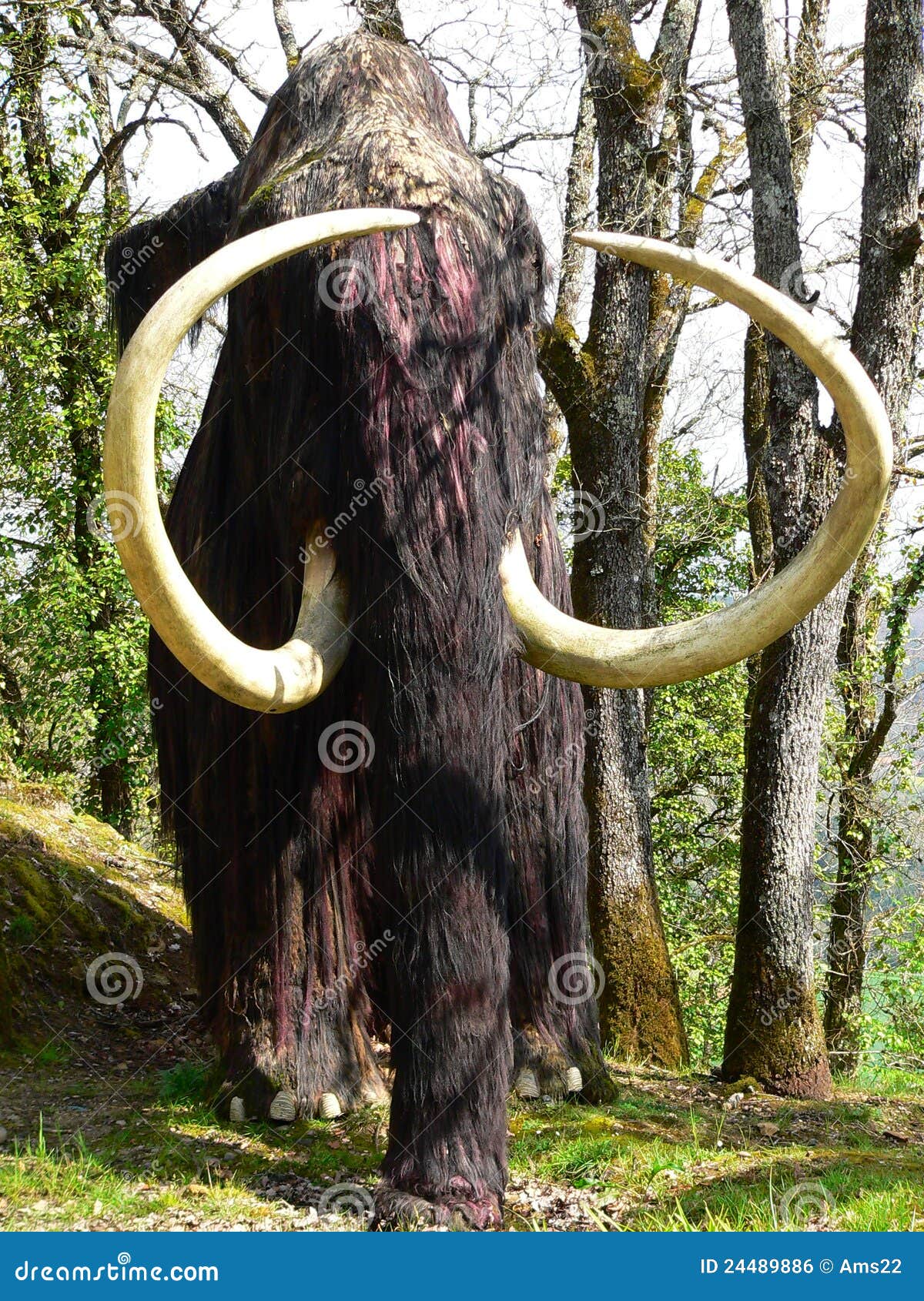 Mammouth stock photo. Image of mammouth, huge, gigantic - 24489886