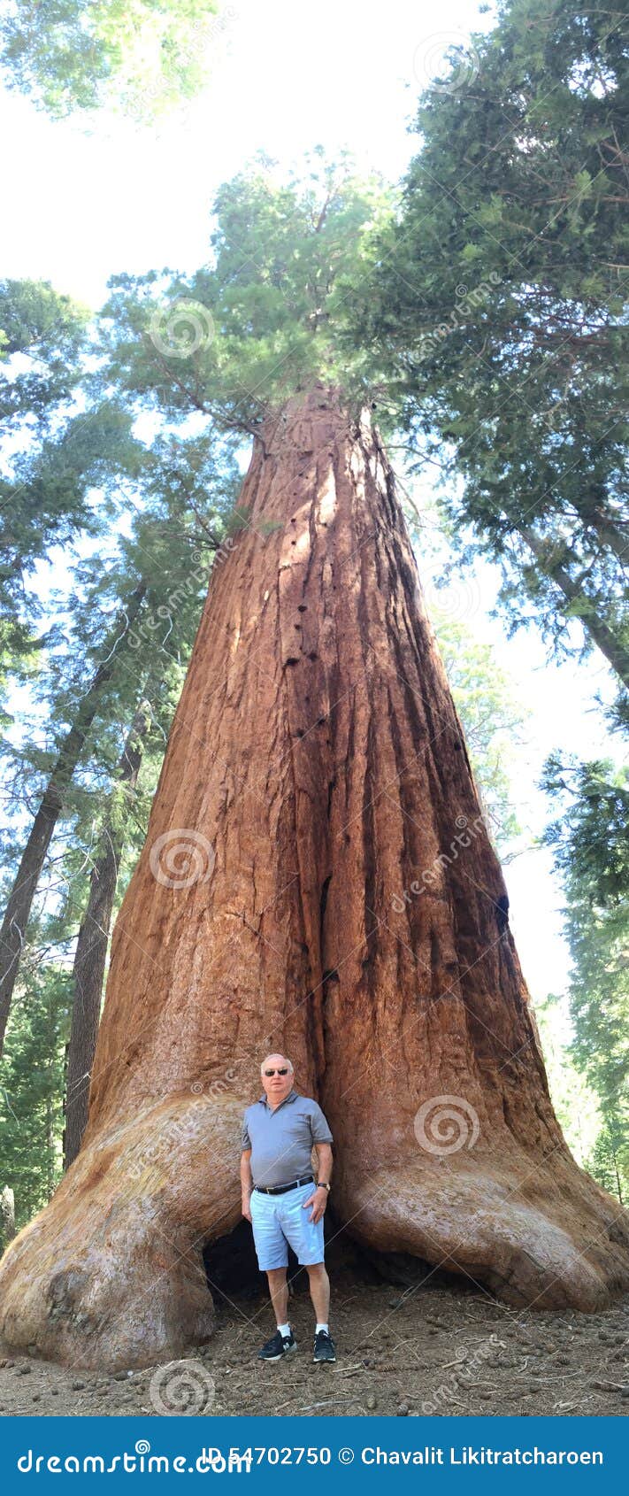 Mammutbaum, Riesiges Rotes Holz Redaktionelles Bild - Bild von baum ...