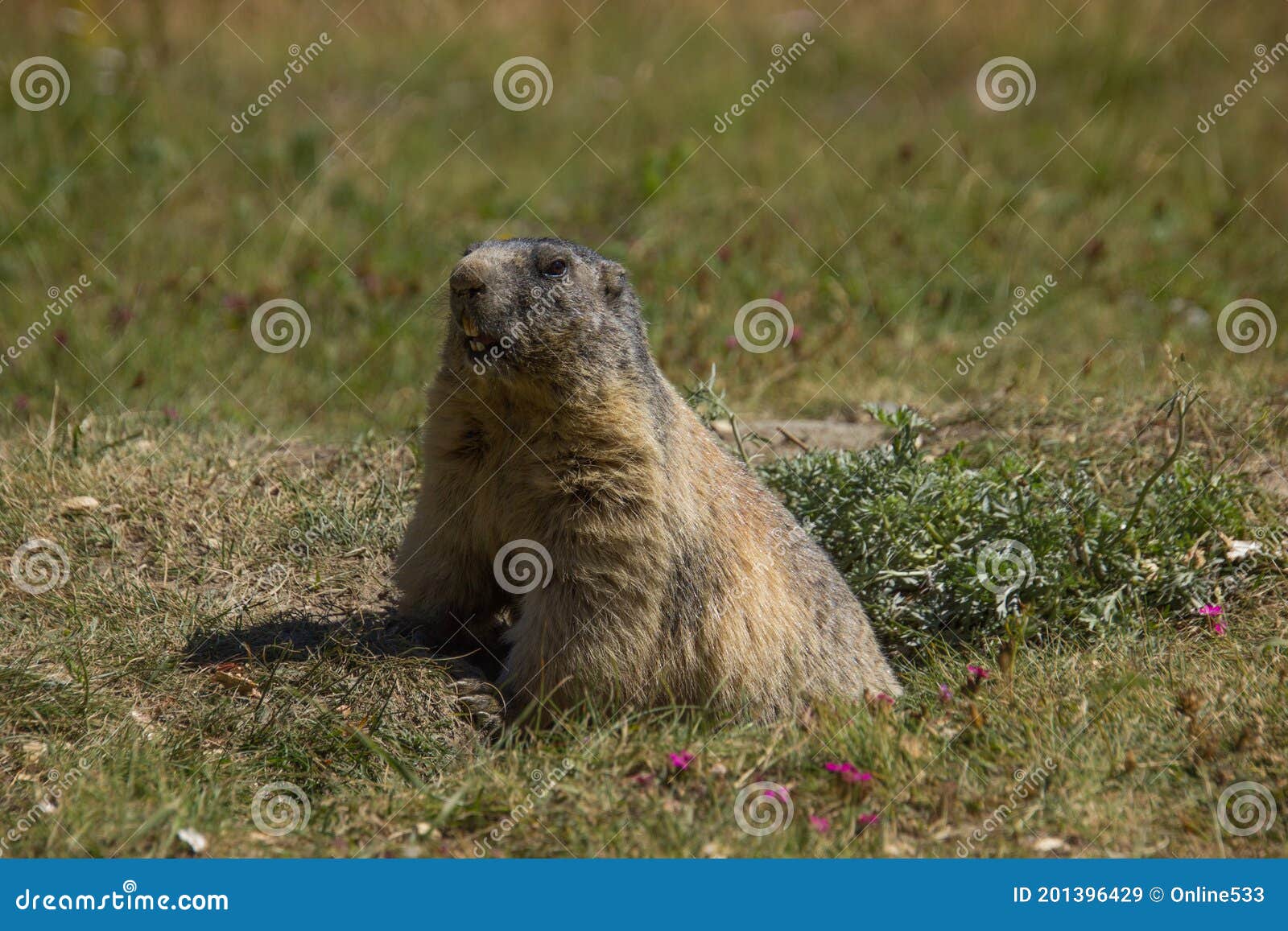 A Mamrot Sitting Next To Ist Lair Stock Image - Image of atmosphere ...