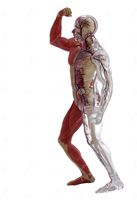 Man stock image. Image of muscles, strength, muscle, anatomy - 11826845
