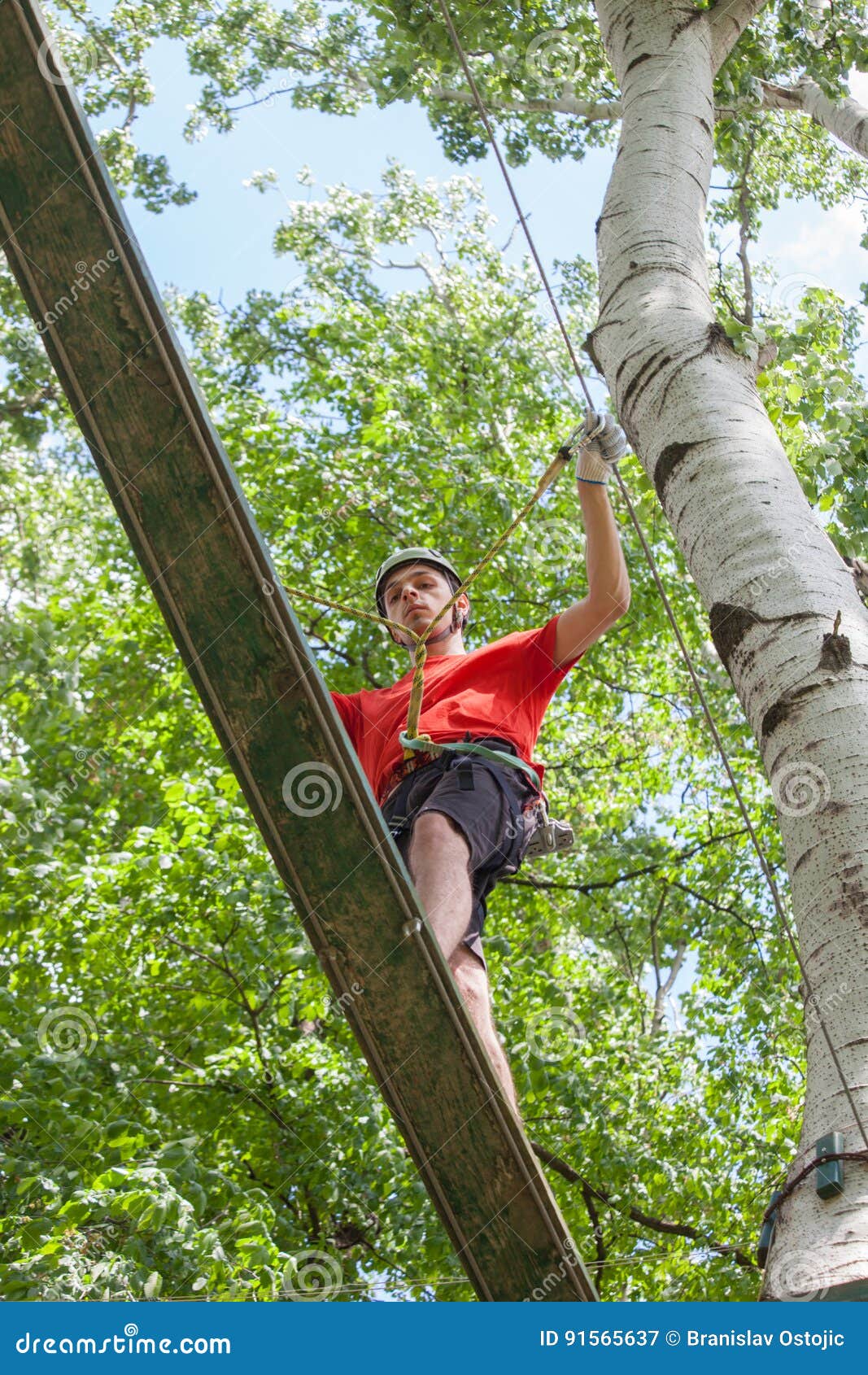 Man in Adventure Park on Tree Top Stock Image - Image of skill, helmet ...