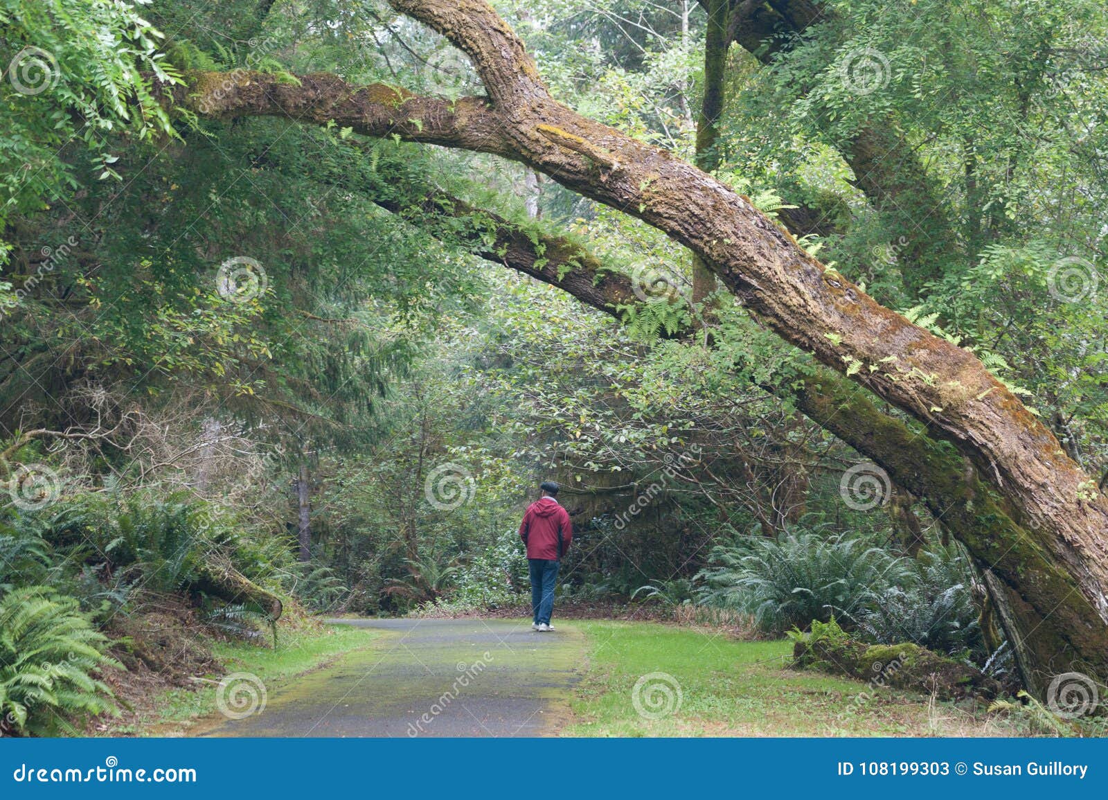 Man Alone, Strolls Down a Path. Stock Image - Image of path, park ...