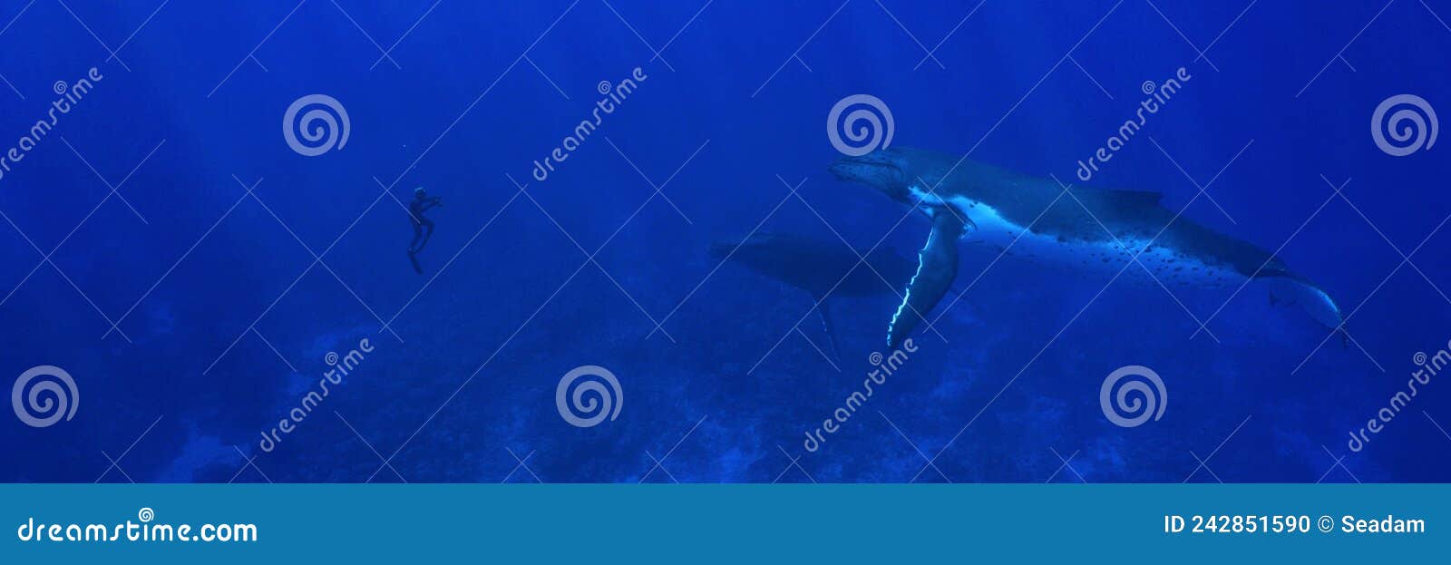 Man Alone and Two Humpback Whales Underwater Ocean Stock Photo - Image ...