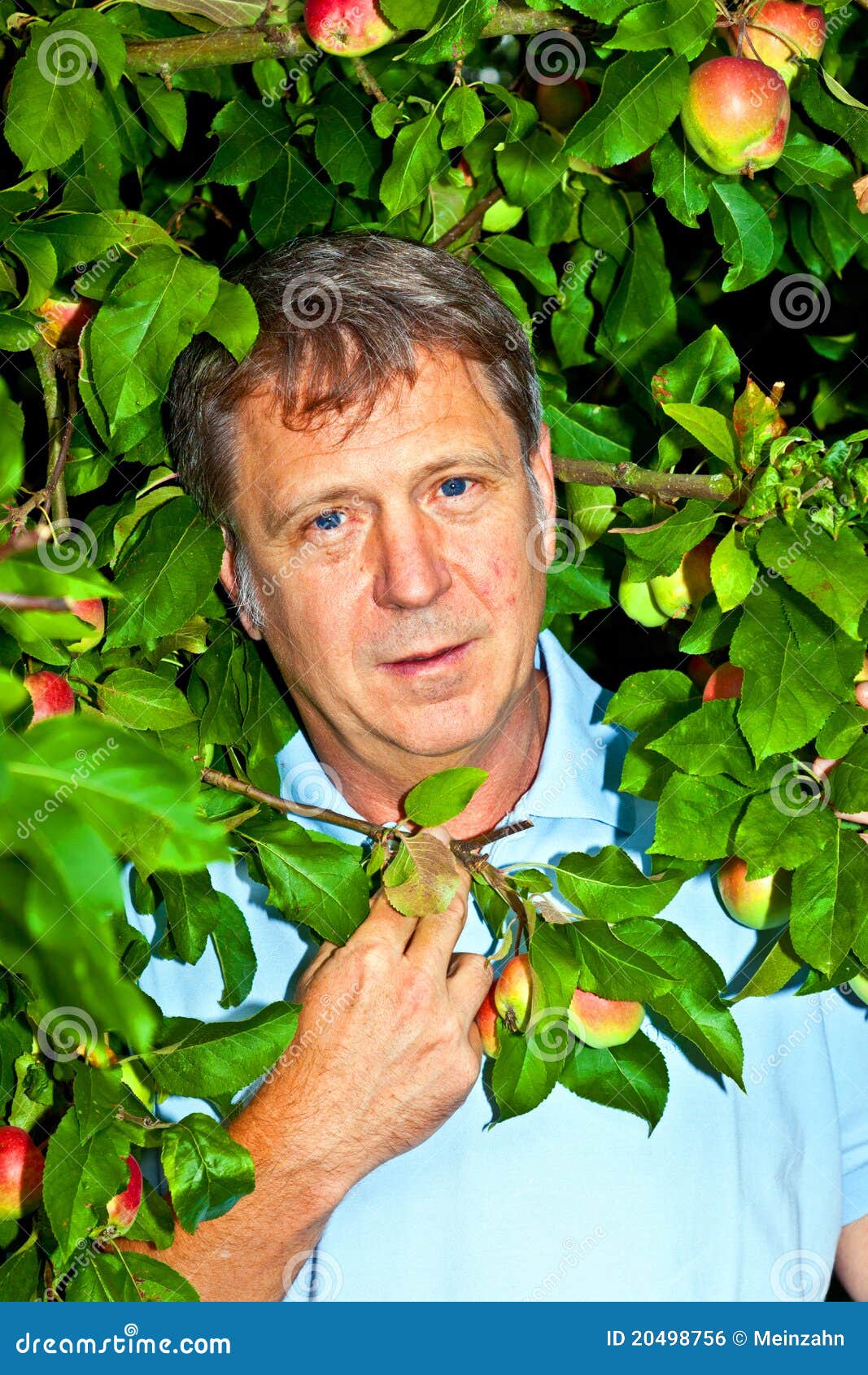Man in apple tree stock photo. Image of color, background - 20498756