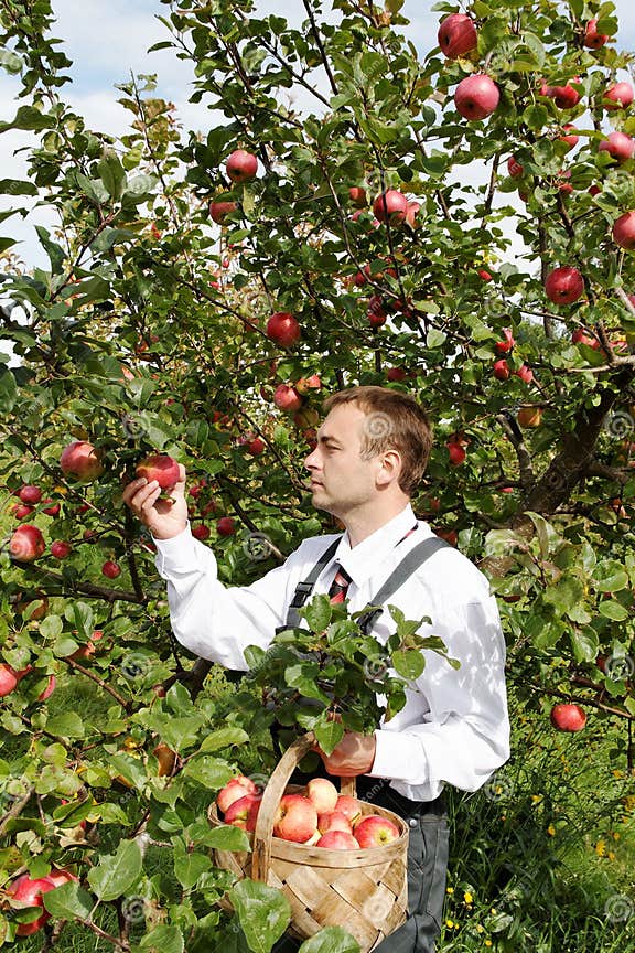 Man and apple tree. stock image. Image of palm, branch - 21050289