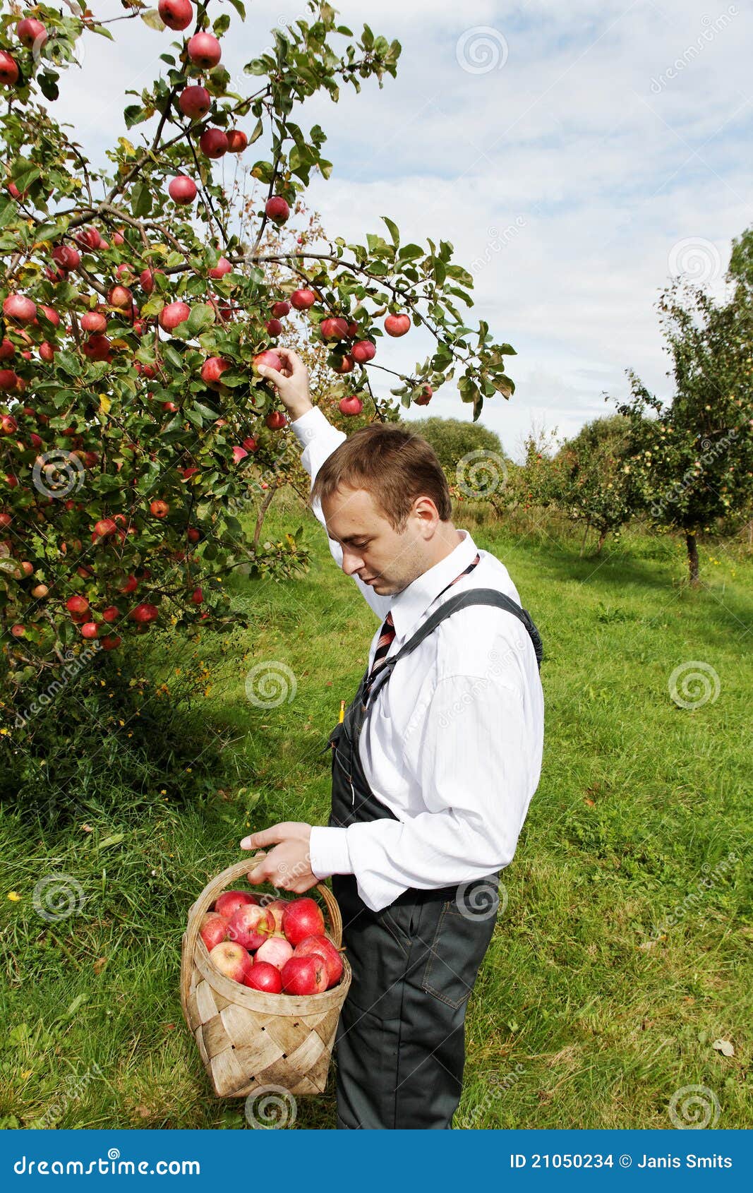 Man and apples. stock photo. Image of human, black, business - 21050234