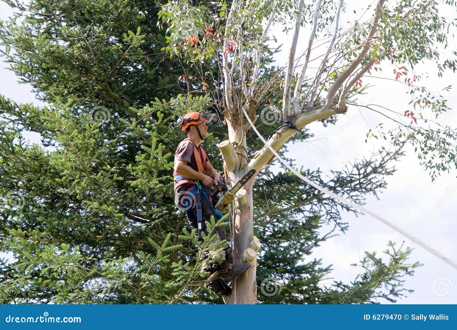 Man assessing next moves stock photo. Image of tree, arms - 6279470