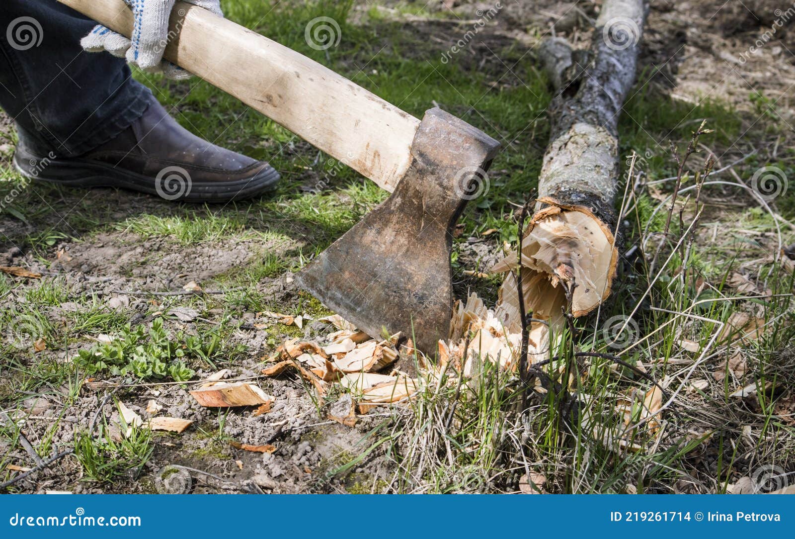 A Man with an Axe Next To a Tree he Cut Down Stock Photo - Image of ...