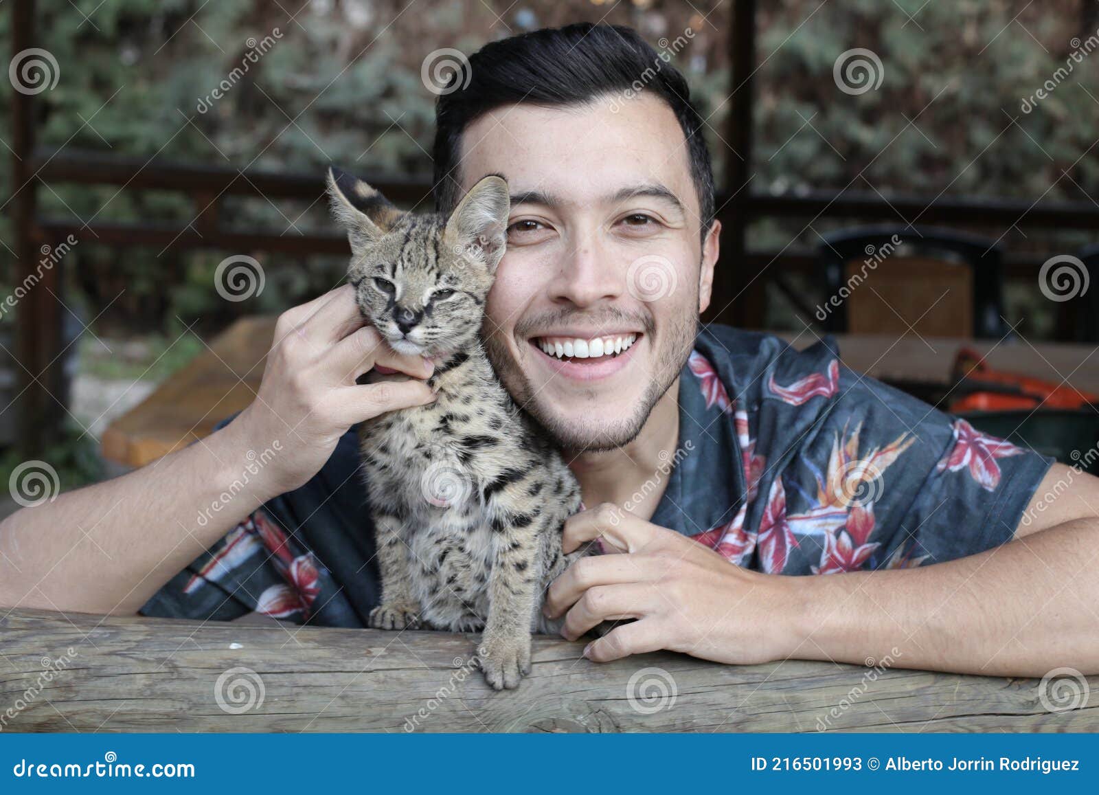 Man with baby serval cat stock image. Image of kitten - 216501993
