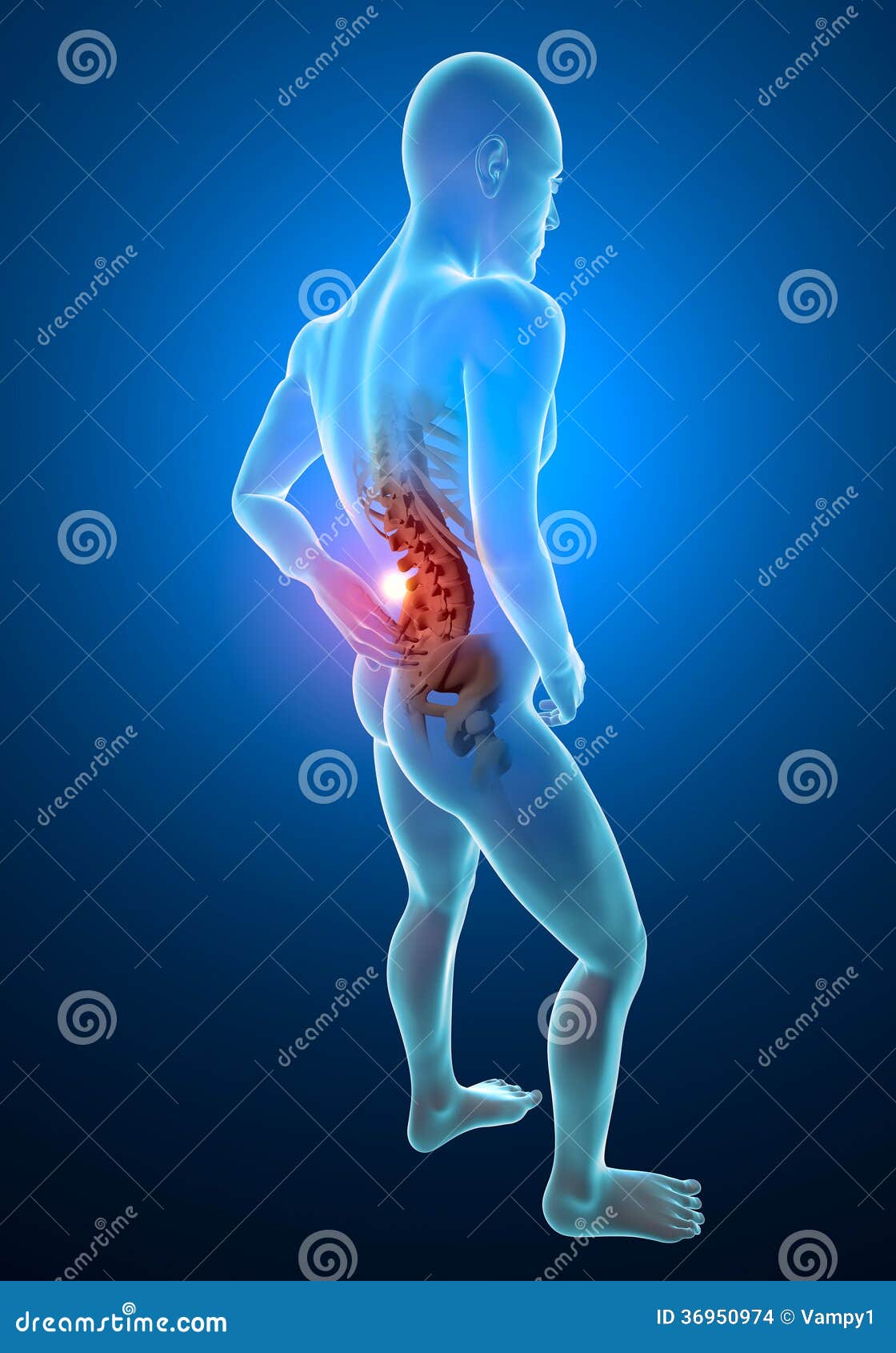 Man Back Pain, Pain, X-ray Skeleton, Spine Stock Illustration ...