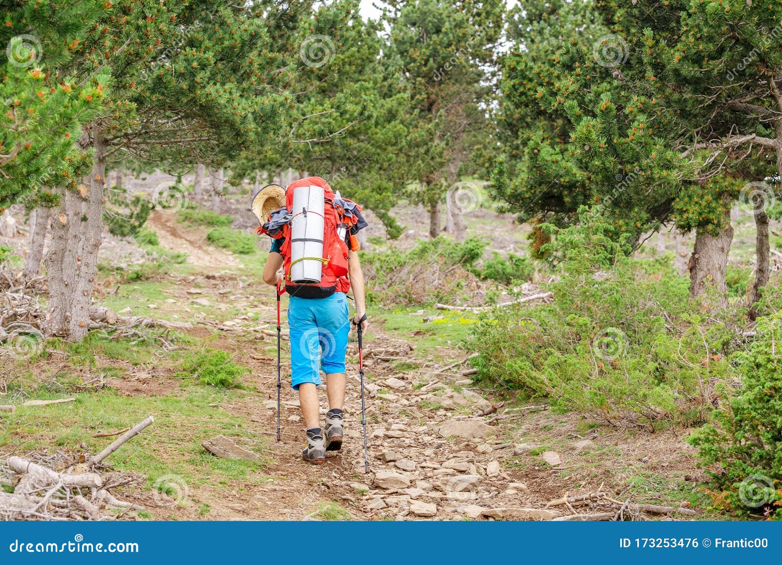 Man with a Backpack is Walking in the Woods Stock Photo - Image of ...