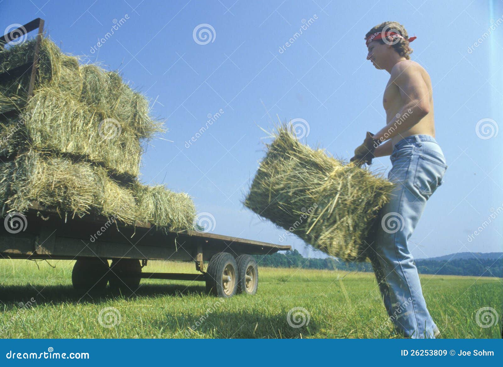 A Man Bailing Hay on a Cattle Farm Editorial Stock Image - Image of ...