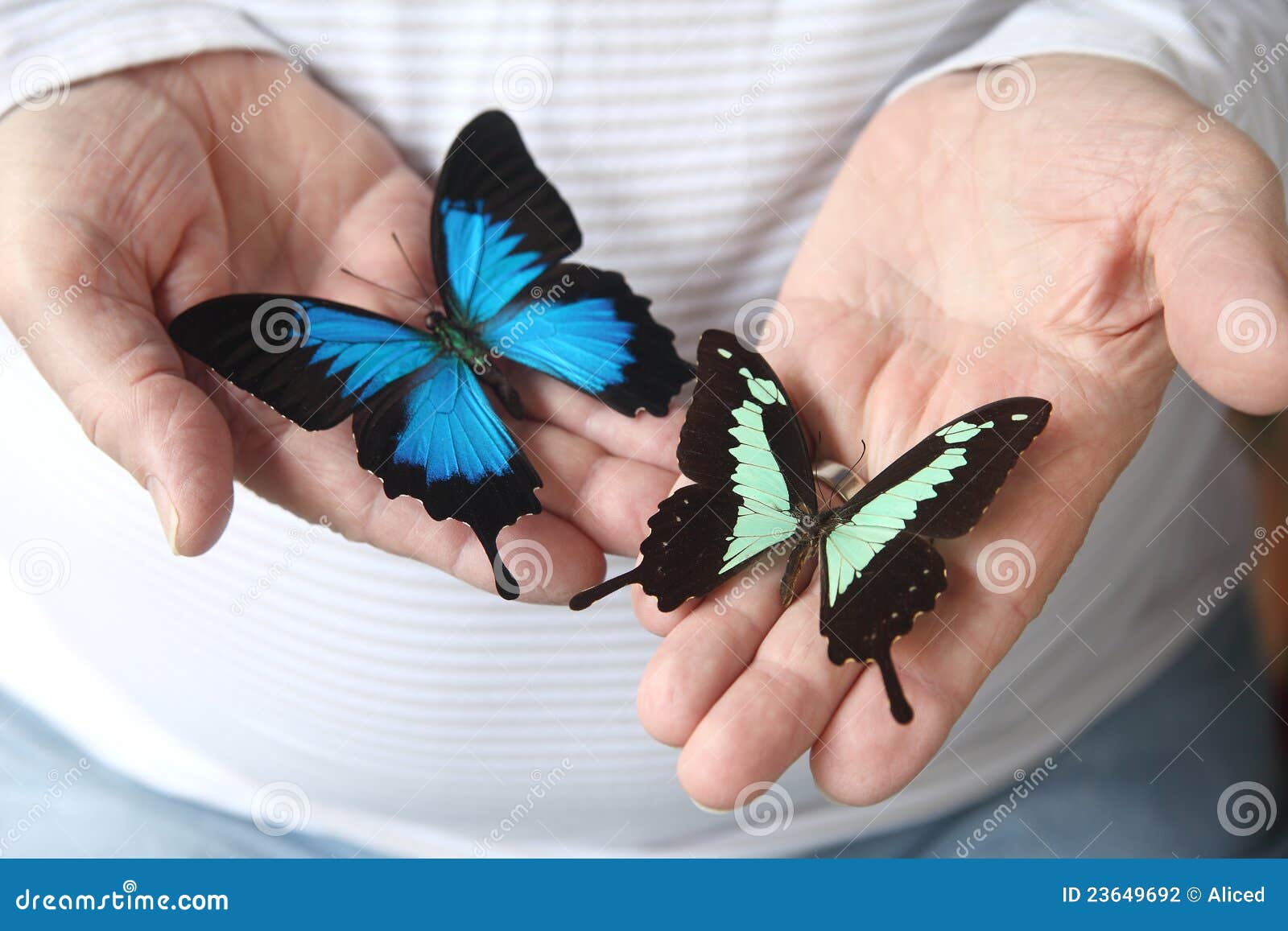 Man with Beautiful Butterflies Stock Photo - Image of blue, exotic ...