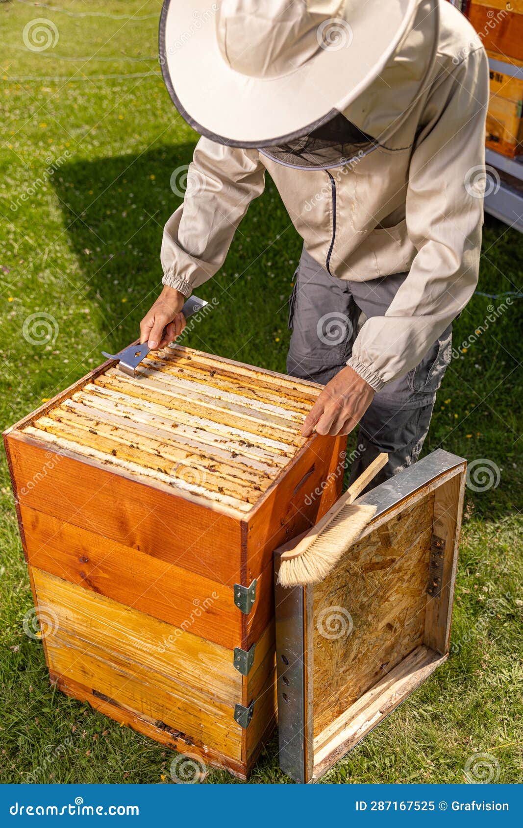 Man in a Bee Suit Inspecting a Beehive Stock Image - Image of honeycomb ...