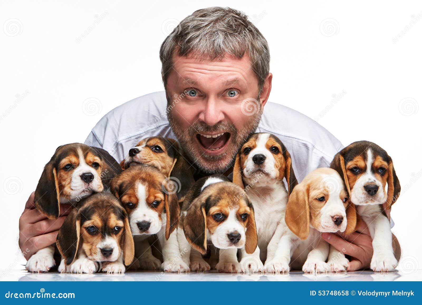 The Man and Big Group of a Beagle Puppies Stock Photo - Image of ...