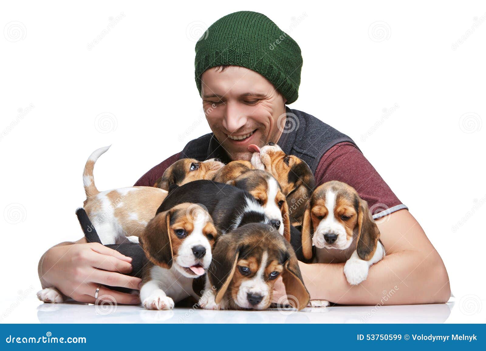 The Man and Big Group of a Beagle Puppies Stock Image - Image of black ...