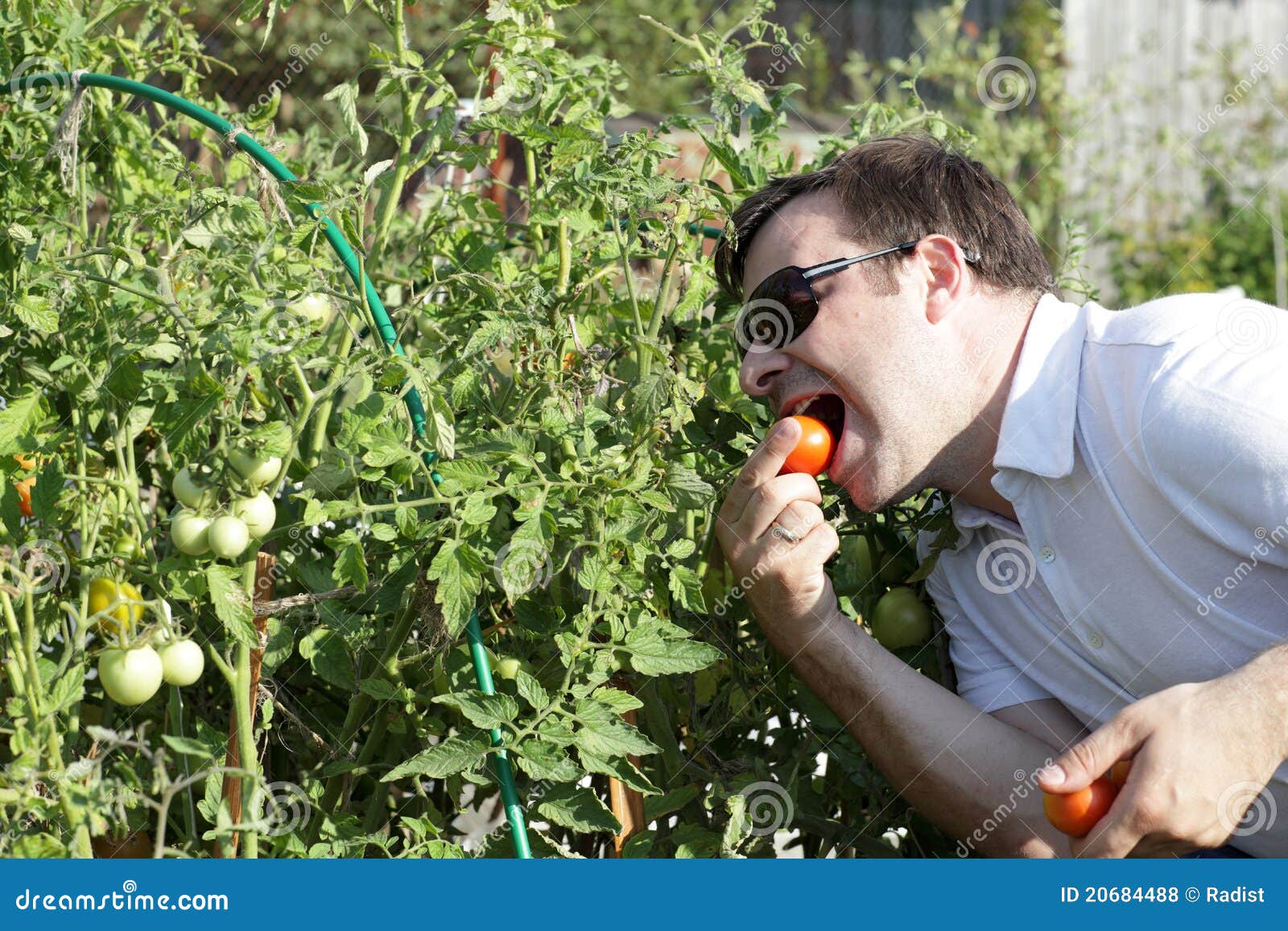 Man bites tomato stock photo. Image of holding, agriculture - 20684488