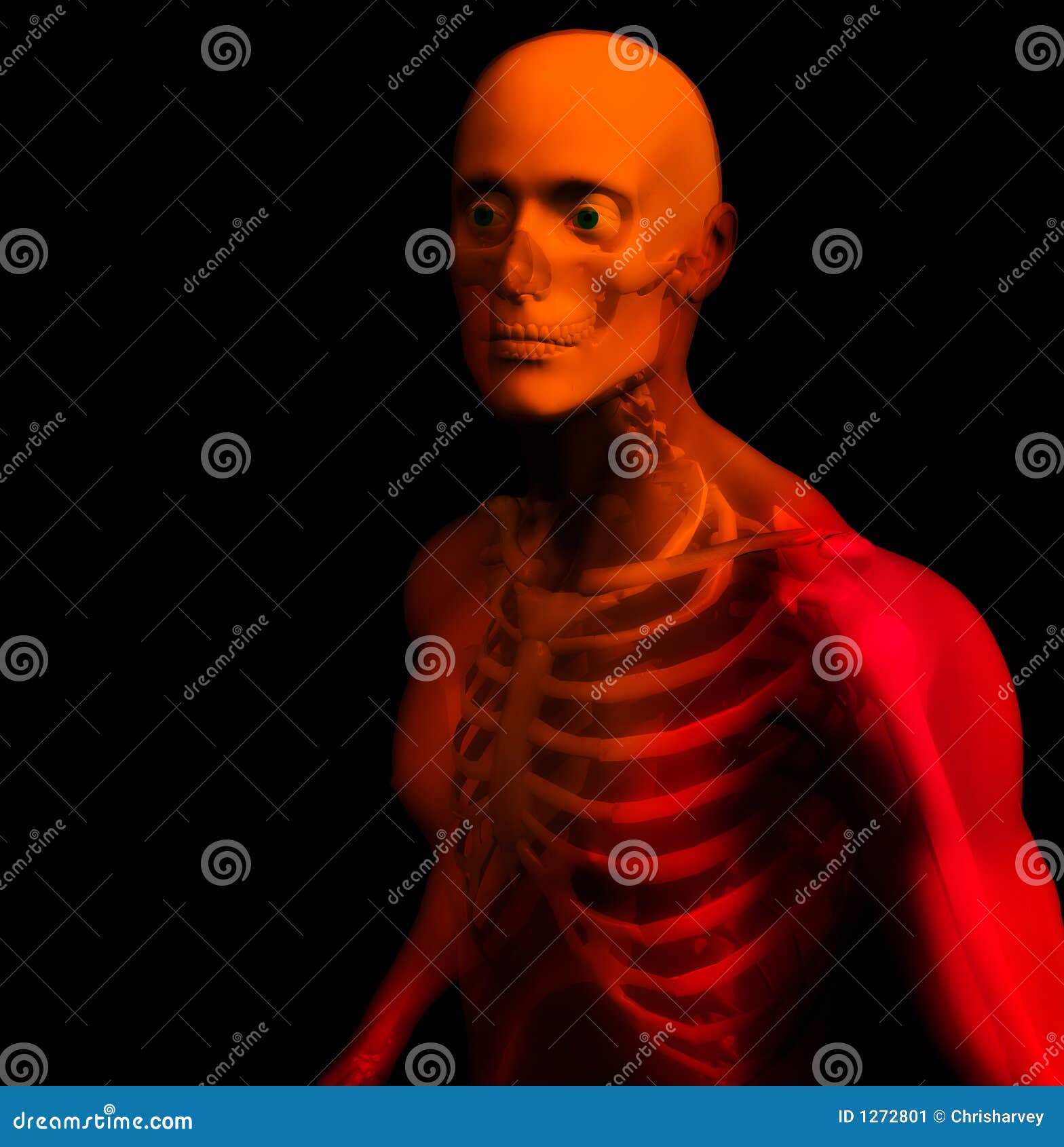 Man Bone 14 stock illustration. Illustration of ribs, biology - 1272801