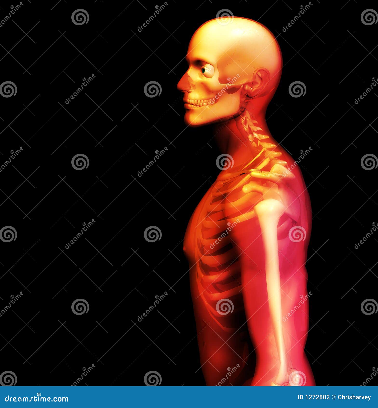 Man Bone 20 Picture. Image: 1272802