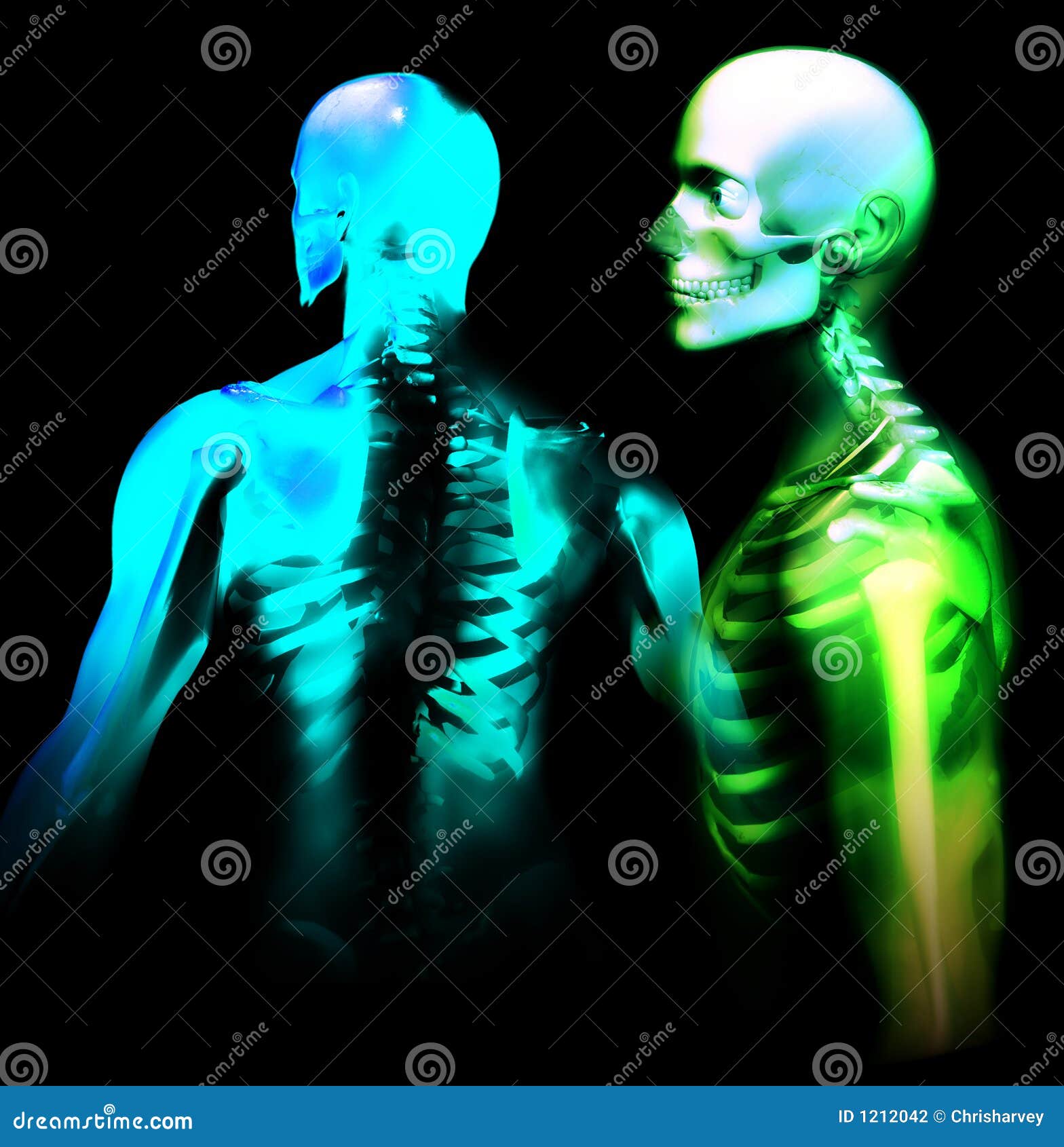 Man Bone 27 stock illustration. Illustration of joints - 1212042