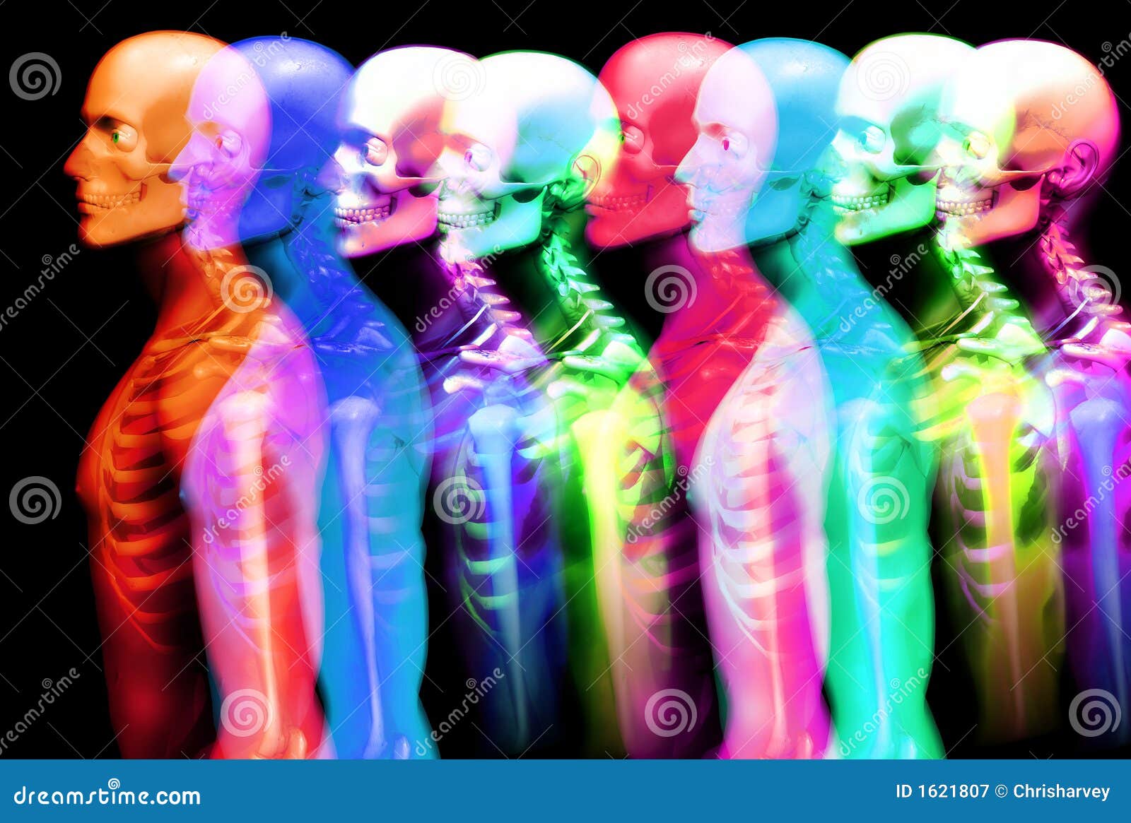 Man Bone 4 Picture. Image: 1621807