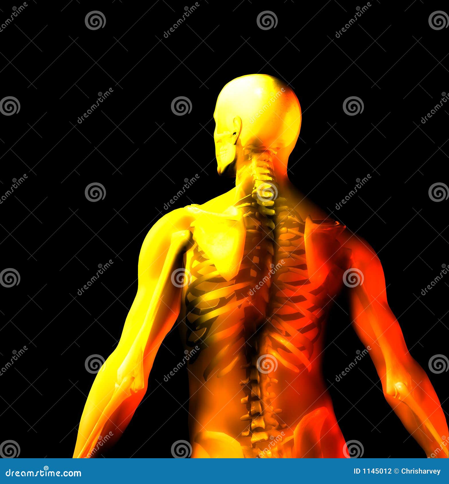 Man Bone 6 stock illustration. Illustration of medical - 1145012