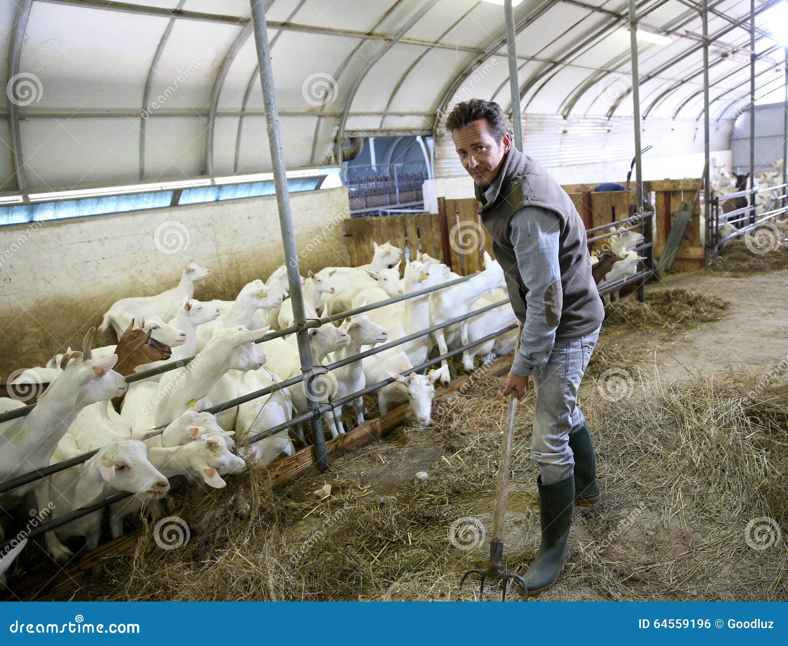 A BREEDER AND HIS COW Royalty-Free Stock Image | CartoonDealer.com ...