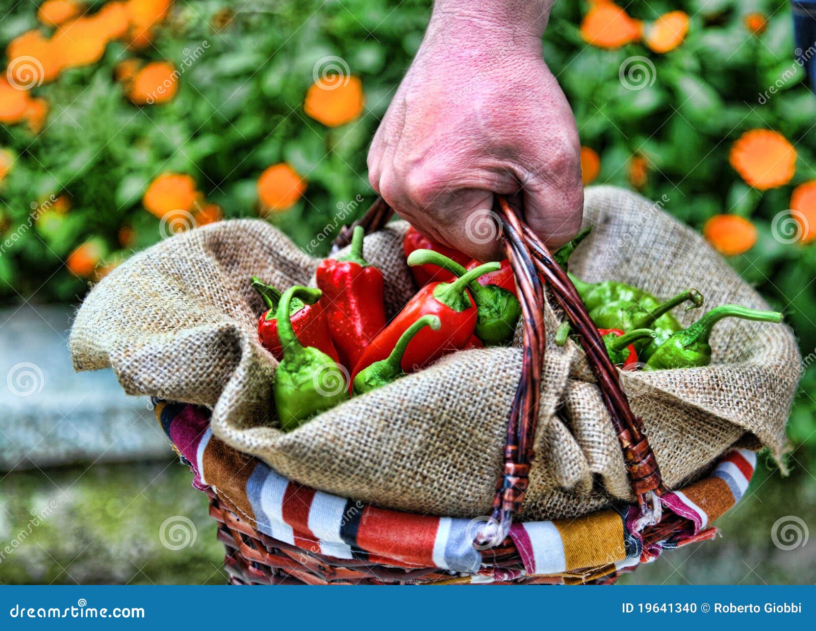 Man Bringing a Basket of Red Stock Photo - Image of garden, food: 19641340