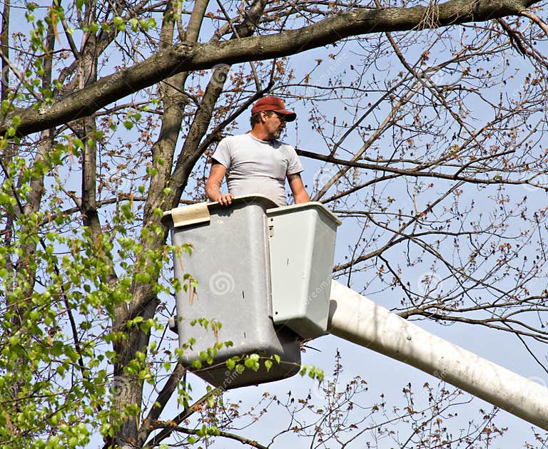 Man in a Bucket stock image. Image of tree, worker, trim - 2352811