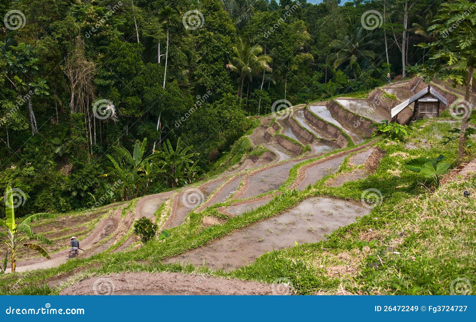 A Man Building Rice Stairs stock image. Image of asia - 26472249