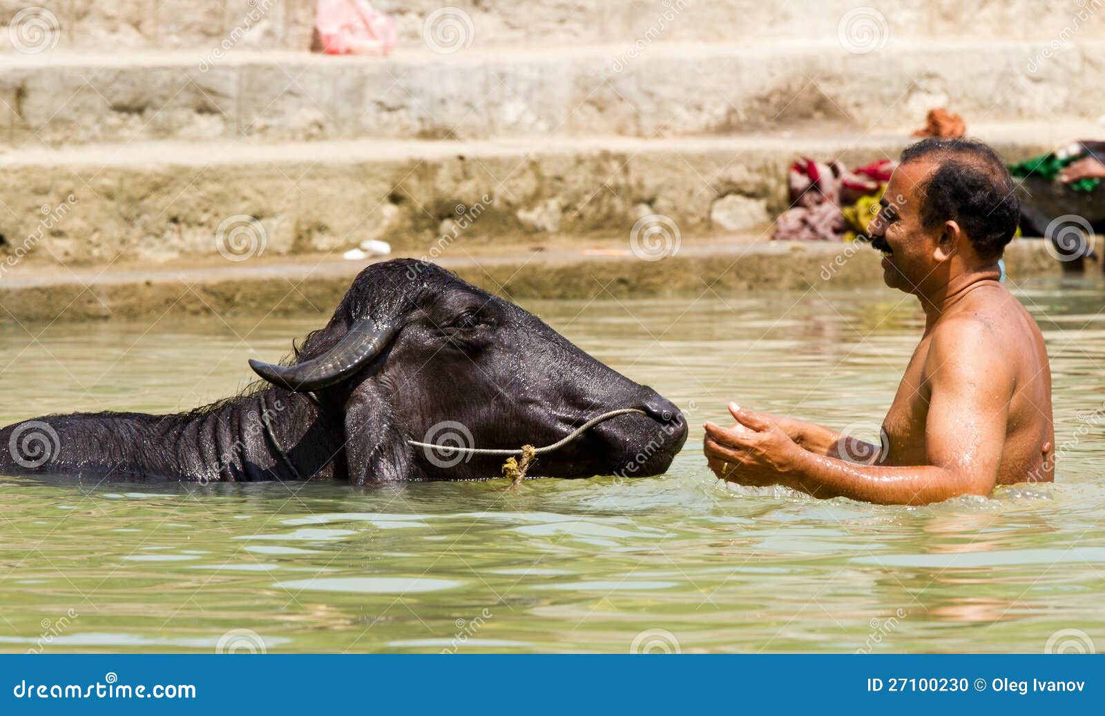 A Man with a Bull in a Pond Editorial Image - Image of scenic ...