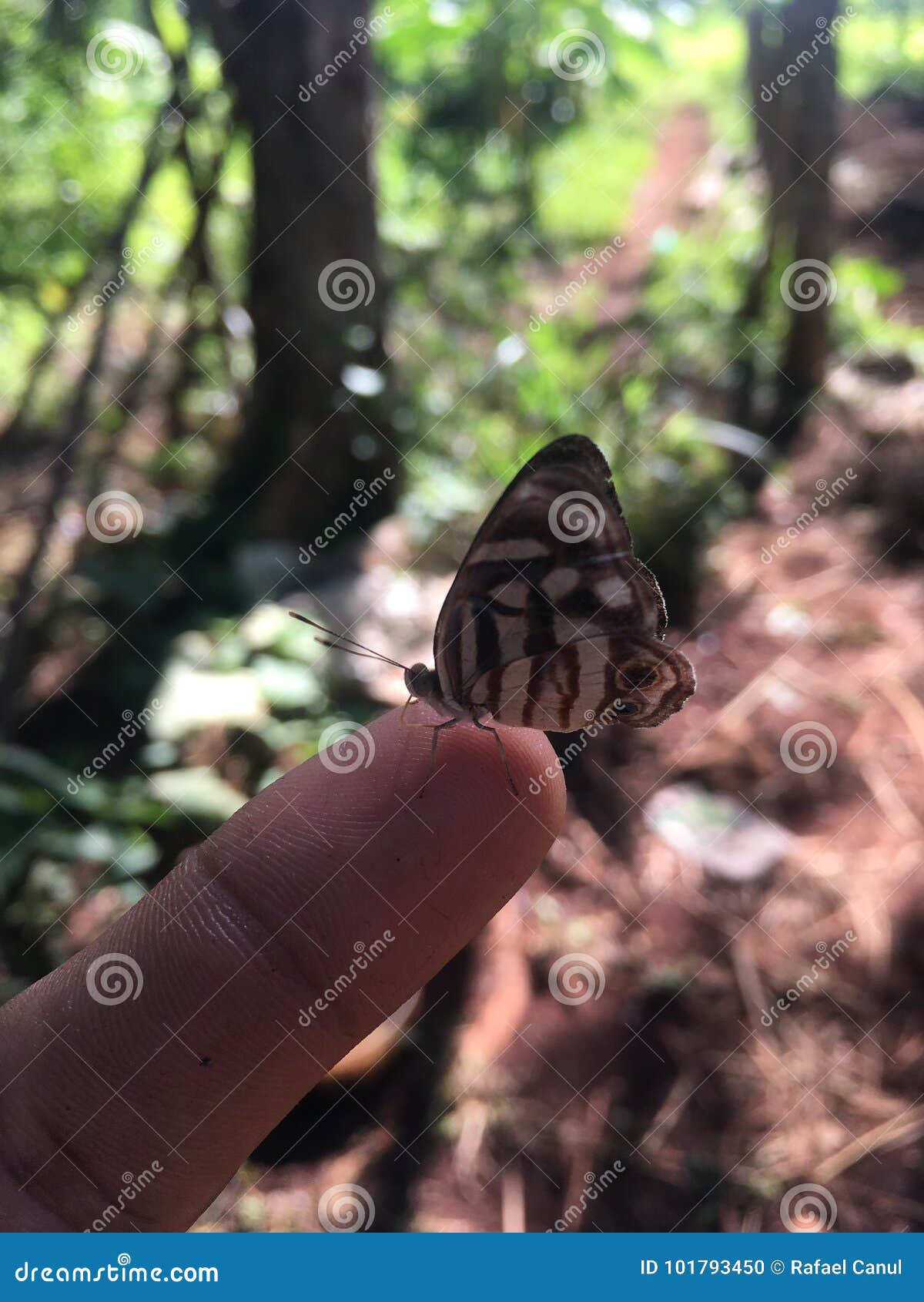 Man and butterfly stock photo. Image of nature, touch - 101793450