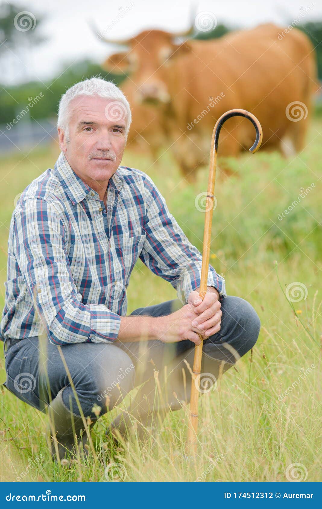 Man with cane stock photo. Image of cattle, handsome - 174512312