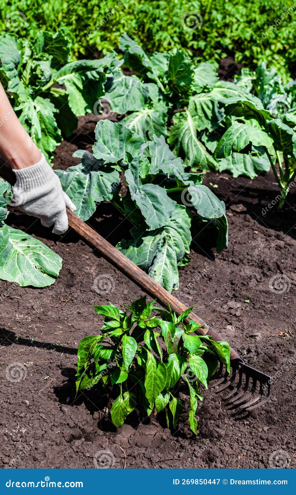 Man Caring for a Plant in the Garden Stock Image - Image of rake, plant ...