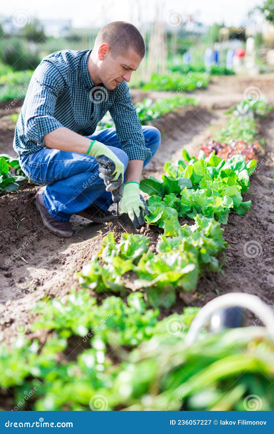 Adilt Man Caring for Plants in Garden Stock Image - Image of gardening ...