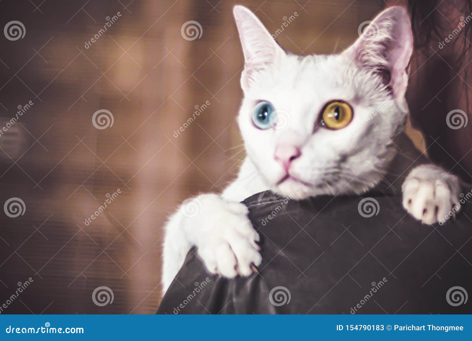 A Man Carries a White Cat on the Shoulder. the View from the Back Stock ...