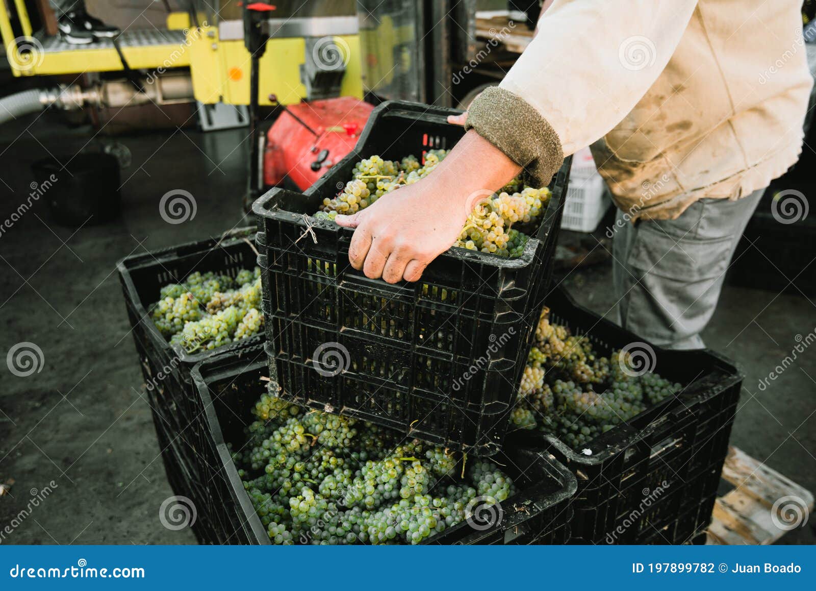 A Man Carrying Boxes with Grapes Stock Photo - Image of farmer, fresh ...