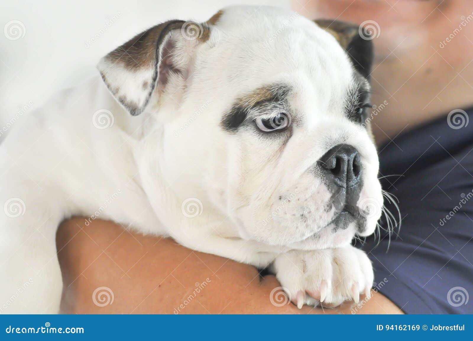 Man carrying bulldog stock image. Image of carry, cradle - 94162169