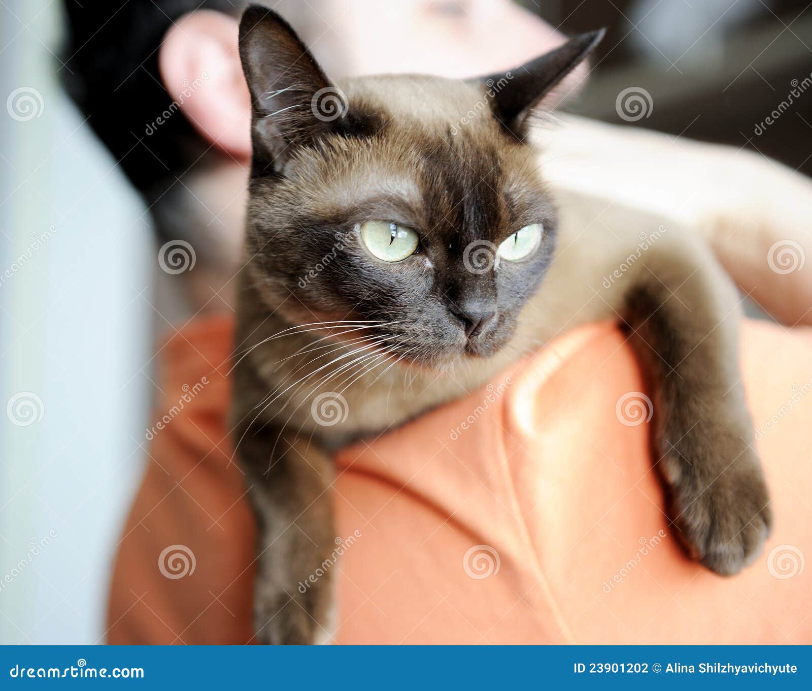 Man Carrying Burmese Cat on His Shoulder Stock Photo - Image of kitten ...