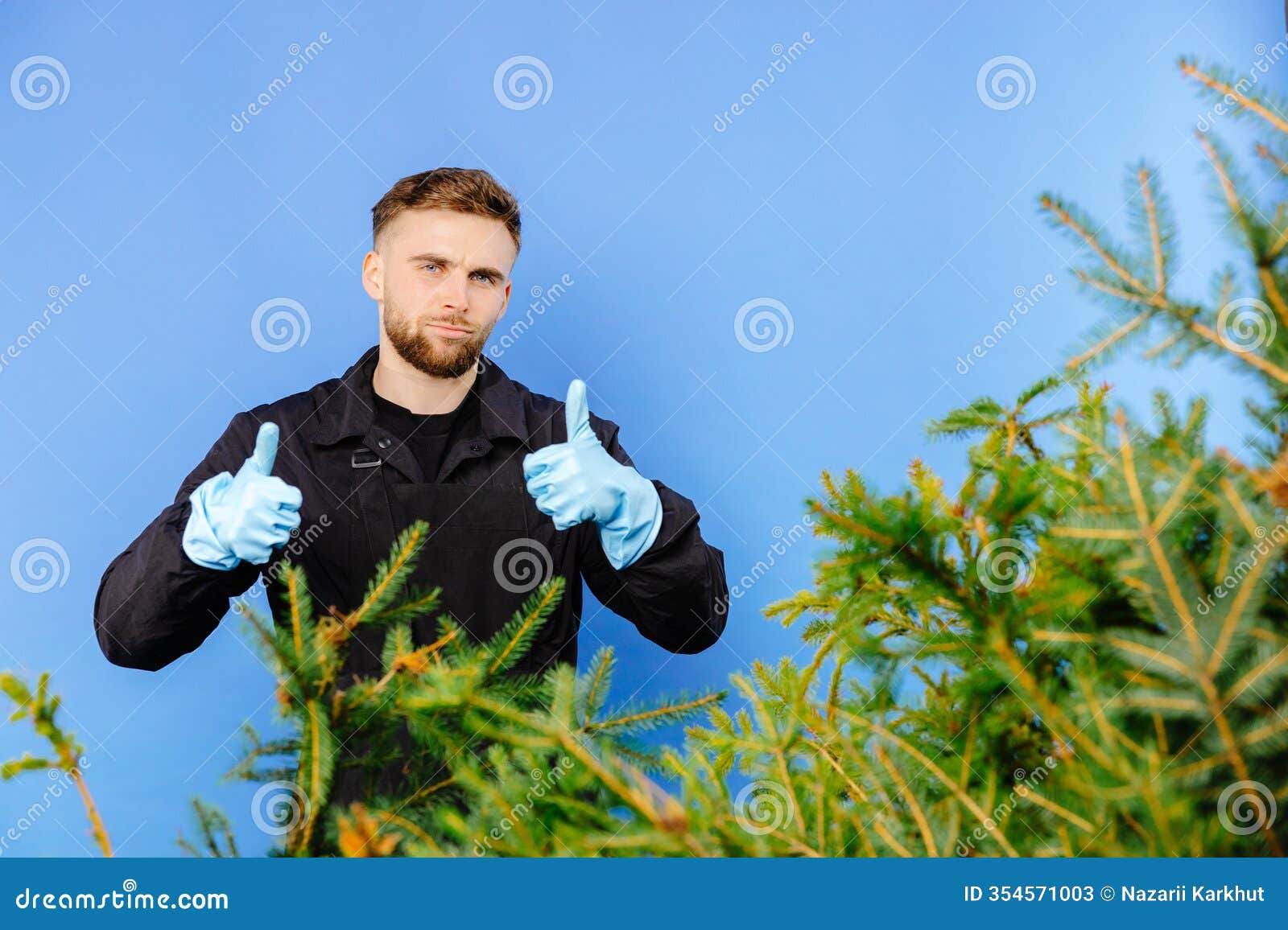 Man is Carrying a Cart with a Pine Tree on a Blue Background Stock ...