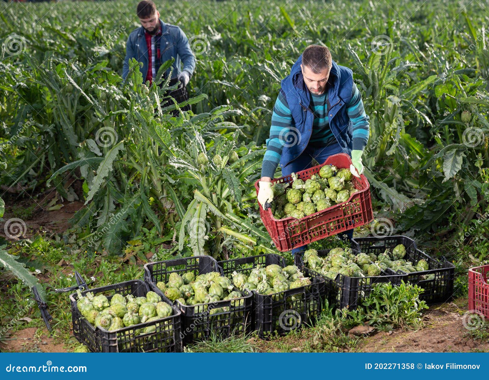 Man Carrying Crates with Artichokes Stock Photo - Image of gathering ... Man Carrying Crates with Artichokes Stock Photo - Image of gathering ...