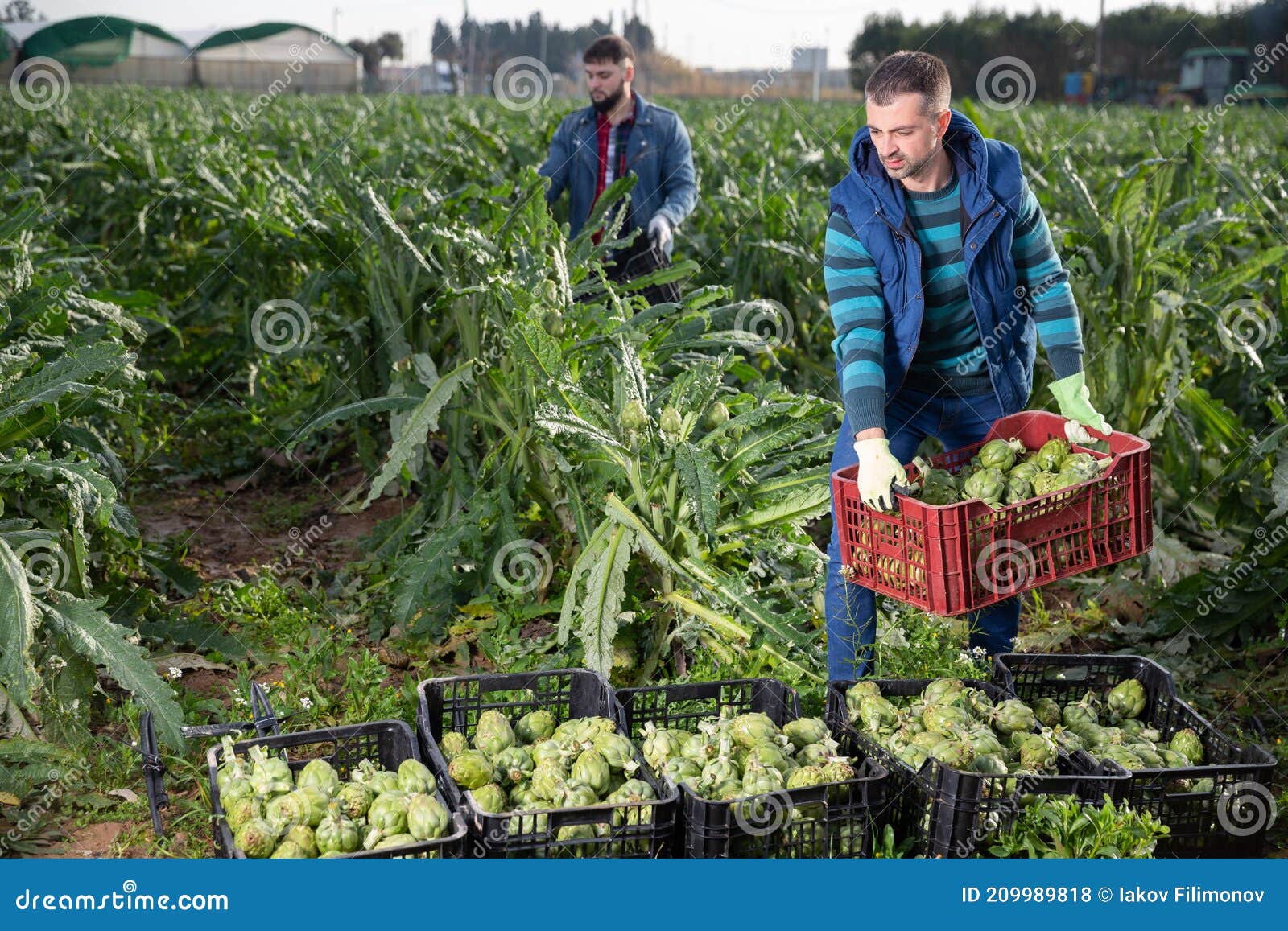 Man Carrying Crates with Artichokes Stock Photo - Image of food ... Man Carrying Crates with Artichokes Stock Photo - Image of food ...
