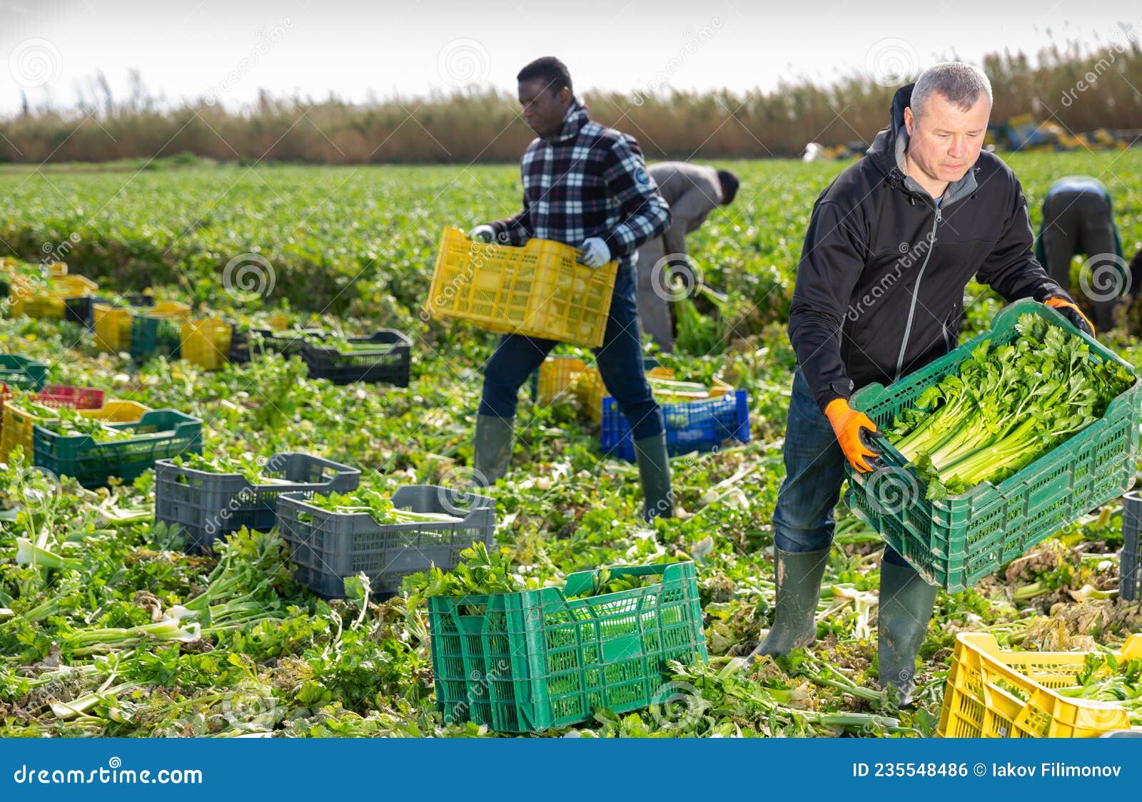 Man Carrying Crates with Harvested Celery Stock Photo - Image of worker ... Man Carrying Crates with Harvested Celery Stock Photo - Image of worker ...