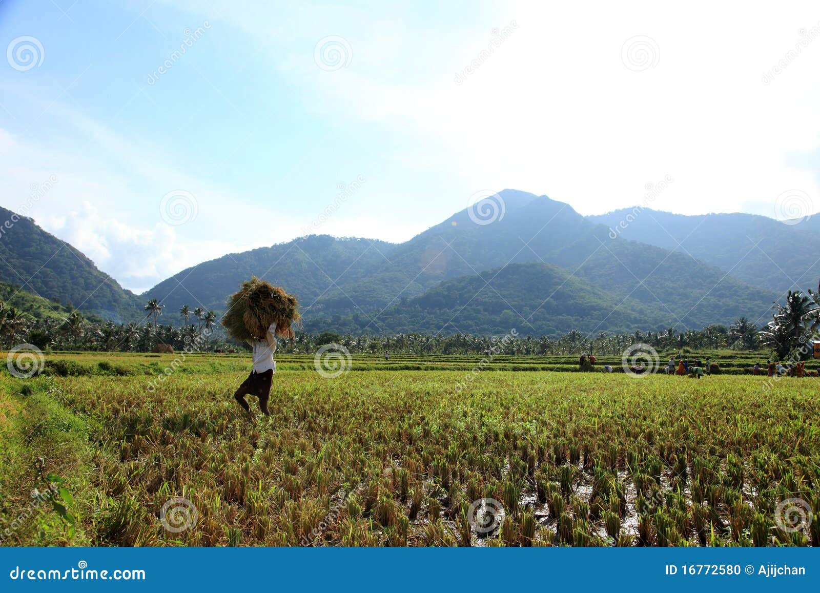 Man Carrying Harvested Rice Editorial Image - Image of ethnic, farm ...