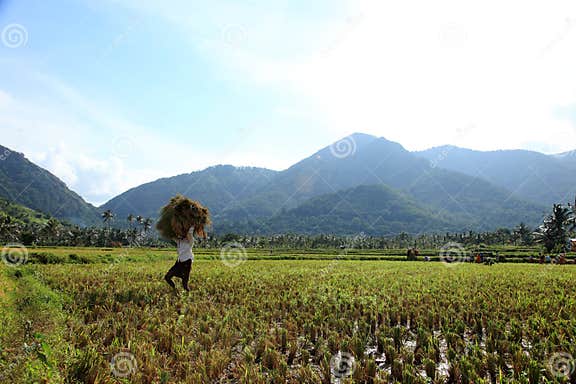 Man Carrying Harvested Rice Editorial Image - Image of ethnic, farm ...