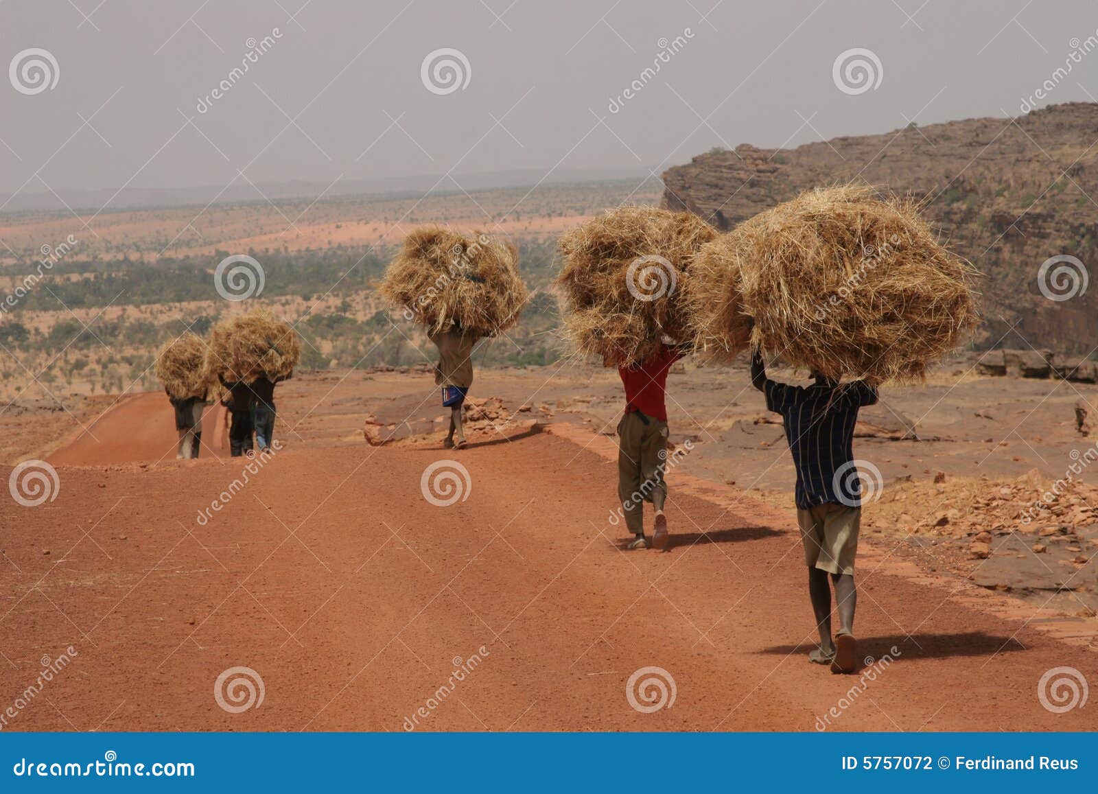 Man carrying hay in Africa editorial photography. Image of bucket - 5757072