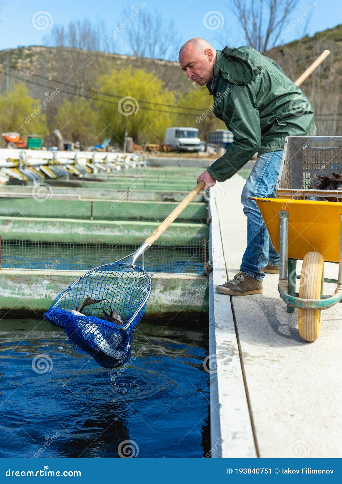 Man Catching Sturgeon at Fish Farm Stock Image - Image of fresh ...