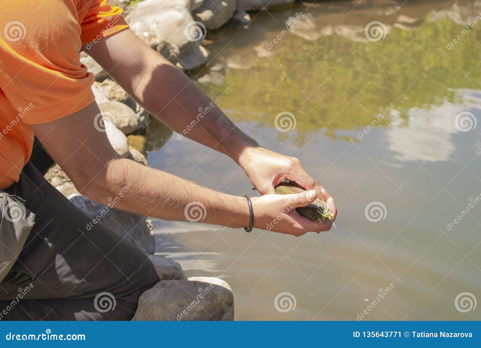Hands hold a small fish stock image. Image of caught - 135643771